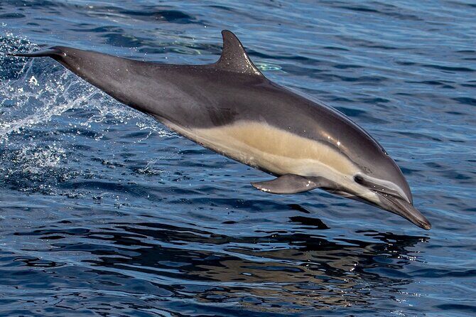 San Diego Dolphin Watch Sunset Cruise Mission Bay on the Legacy - Who Should Book This Tour?