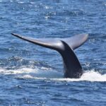 San Diego: Whale Watching & Dolphin Cruise - The Value of the Experience