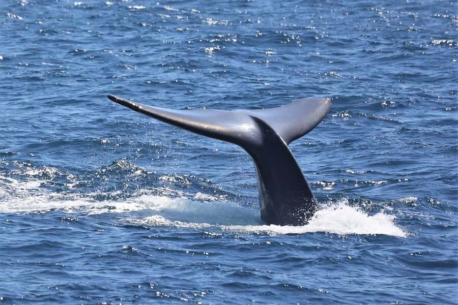 San Diego: Whale Watching & Dolphin Cruise - The Value of the Experience