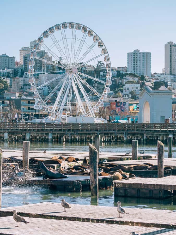 San Francisco: Small-Group City Highlights Tour - Scenic Viewpoints and Photo Stops