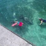 San Juan Snorkel with Turtles and Manatee's; Free Video and Rum! - The Challenges and Considerations
