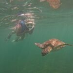 San Juan Turtle Spotting Snorkel Adventure with Videos - Pricing and Value