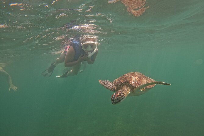 San Juan Turtle Spotting Snorkel Adventure with Videos - Pricing and Value
