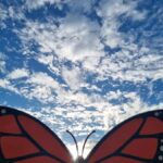San Miguel de Allende: Monarch Butterflies Tour - What to Expect on the Monarch Butterflies Tour