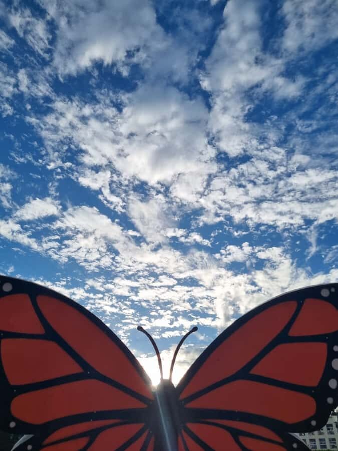 San Miguel de Allende: Monarch Butterflies Tour - What to Expect on the Monarch Butterflies Tour
