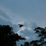 Sandakan: 2D1N Sukau Rainforest Wildlife Journey and Cruises - The Itinerary: A Day-by-Day Breakdown