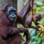 Sandakan : Sepilok, Sun Bear & Labuk Bay Tour with Lunch - An Authentic Day Exploring Borneo’s Wildlife