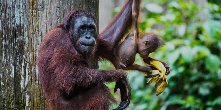 Sandakan : Sepilok, Sun Bear & Labuk Bay Tour with Lunch - An Authentic Day Exploring Borneo’s Wildlife