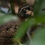 Sandakan Wild Cruise Ticket in Sunrise Sunset or Night Tour - The Sum Up: Is This Tour for You?