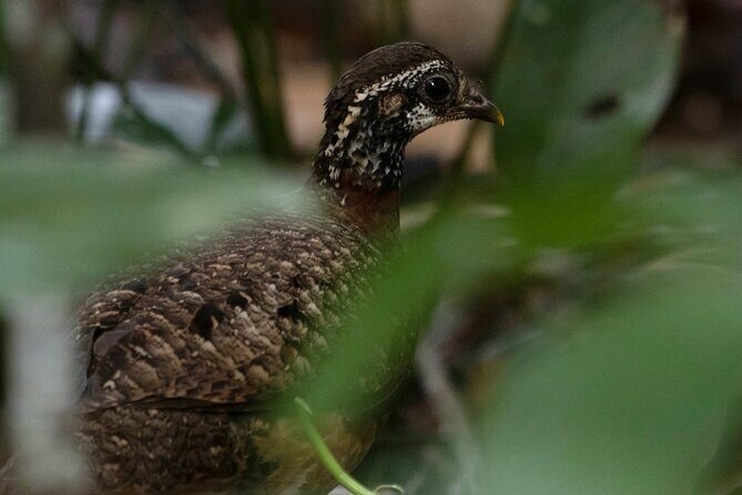 Sandakan Wild Cruise Ticket in Sunrise Sunset or Night Tour - The Sum Up: Is This Tour for You?