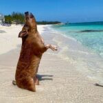 Sandy Toes The Original Rose Island and Swimming Pigs Tour - Practical Tips for Your Trip