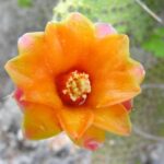 Santo Domingo: Natural Treasures of the City - The Sum Up: Who Is This Tour Best For?