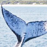 Santo Domingo: Whale Watching and Barcadi Island Full Day - What to Expect on the Tour