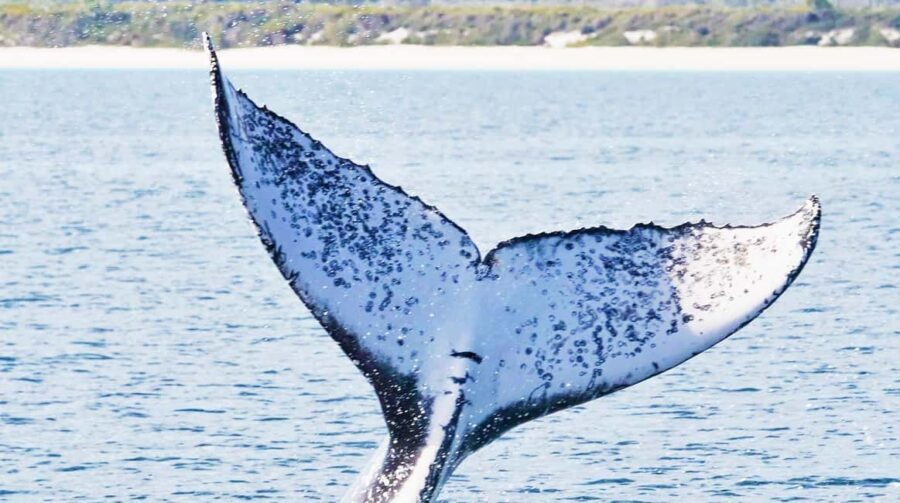 Santo Domingo: Whale Watching and Barcadi Island Full Day - What to Expect on the Tour