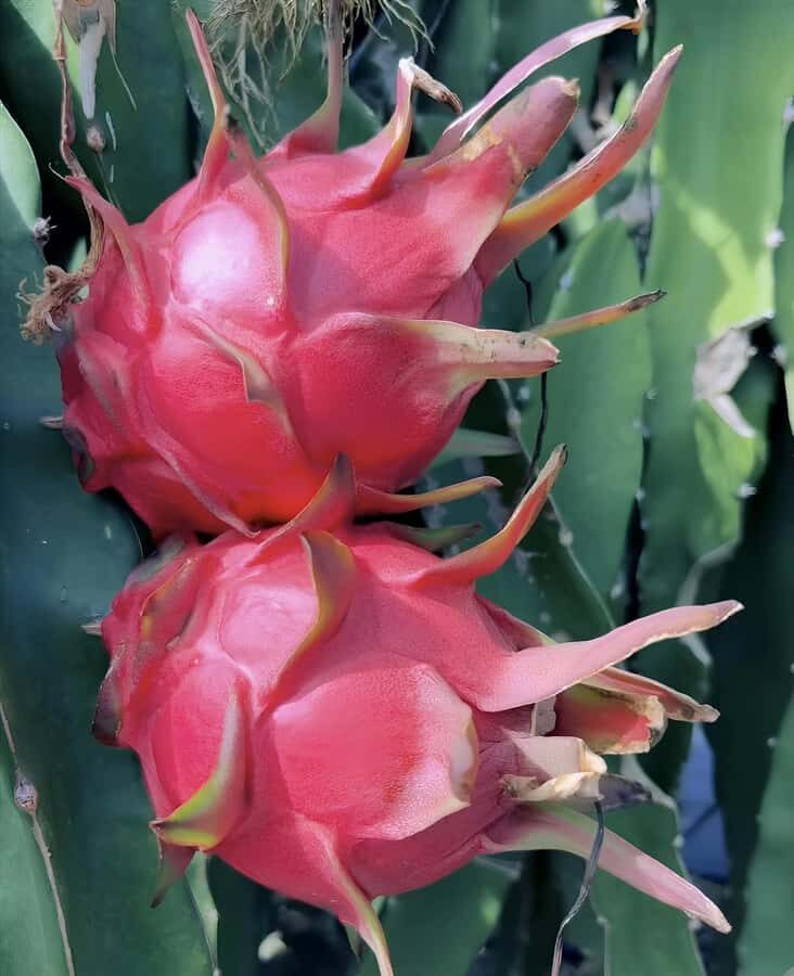 Sanya: 3-Hour Tropical Fruit Garden, Picking & BBQ Adventure - Practical Details That Matter