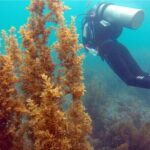 Sanya PADI Open Water Diving Package - Who Is This Tour Best For?