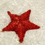 Saona by Speedboat: Private Beach & Snorkeling  Small Group - The Highlights of the Tour