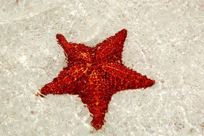 Saona by Speedboat: Private Beach & Snorkeling  Small Group - The Highlights of the Tour