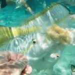 Saona Island: Hidden Beach & Natural Pool - The scenic boat ride