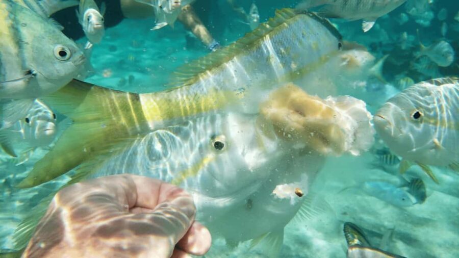 Saona Island: Hidden Beach & Natural Pool - The scenic boat ride