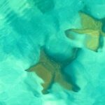 Saona Island, Natural pool Starfish, Fast boat, Catamaran +Dances - The Value and Who It’s Perfect For