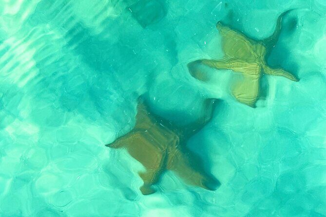 Saona Island, Natural pool Starfish, Fast boat, Catamaran +Dances - The Value and Who It’s Perfect For