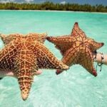 Saona Island Tour from Punta Cana All Inclusive - Detailed Breakdown of the Tour Experience