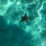 Saona Vip with three Beaches and Lunch - Practical Tips for Travelers