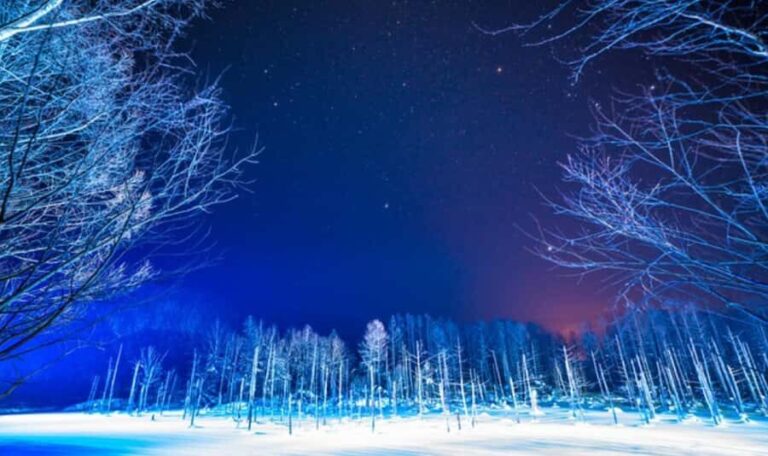 Sapporo: Asahiyama Zoo and Blue Pond Day Trip - Practical Details and What You Need to Know