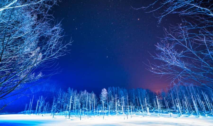 Sapporo: Asahiyama Zoo and Blue Pond Day Trip - Practical Details and What You Need to Know