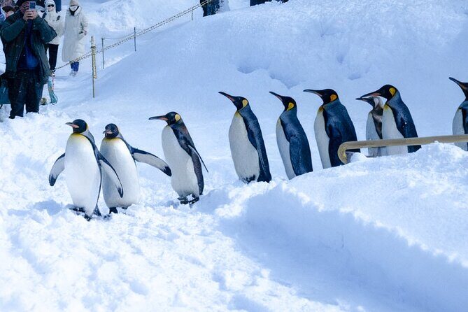 Sapporo: Asahiyama Zoo and Shirahige Falls Trip /w Hotel Pickup - Analyzing the Value