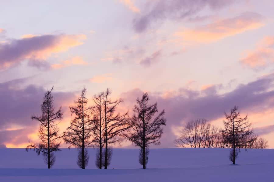 Sapporo Asahiyama Zoo, Tree Spot & Waterfalls Day Tour - Who Should Consider This Tour?