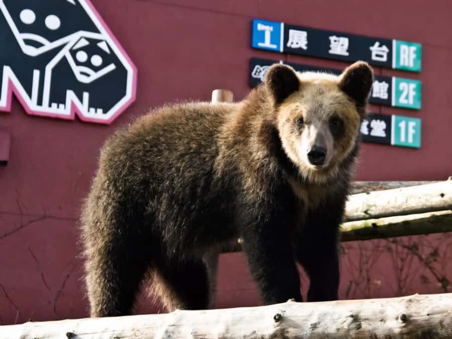 Sapporo: Noboribetsu Hell Valley, Lake Toya & Bear Farm Tour - What Travelers Say