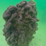 Sarasota: Clear Kayak Mangrove Tunnel & Beach Hopping Tour - The Magic of Mangrove Tunnels