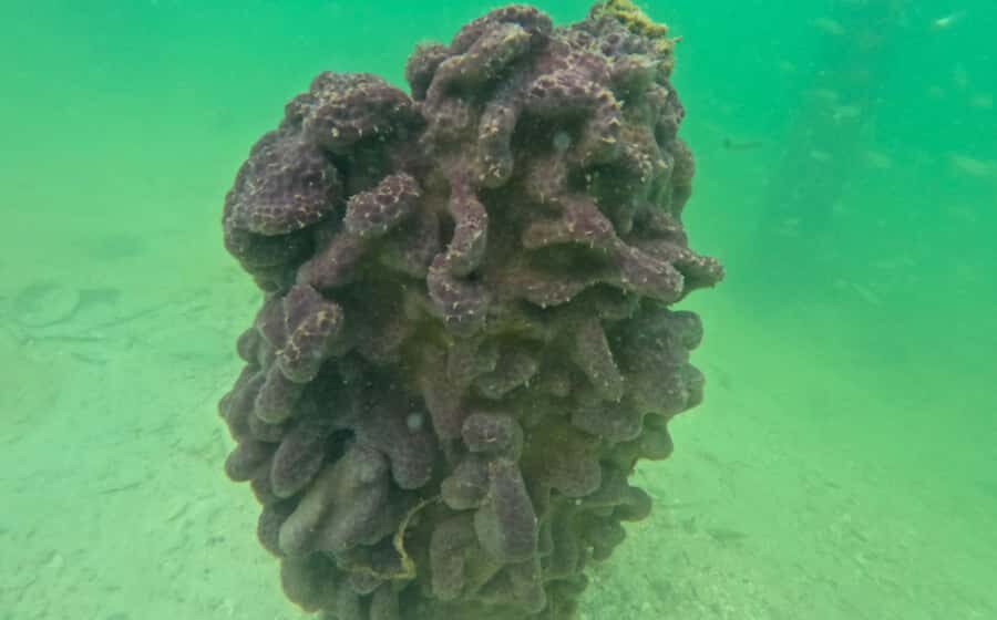 Sarasota: Clear Kayak Mangrove Tunnel & Beach Hopping Tour - The Magic of Mangrove Tunnels