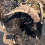 Sasebo: Farmhouse Visit with Goats, Tea, and Lunch - A Warm Welcome to Rural Japan