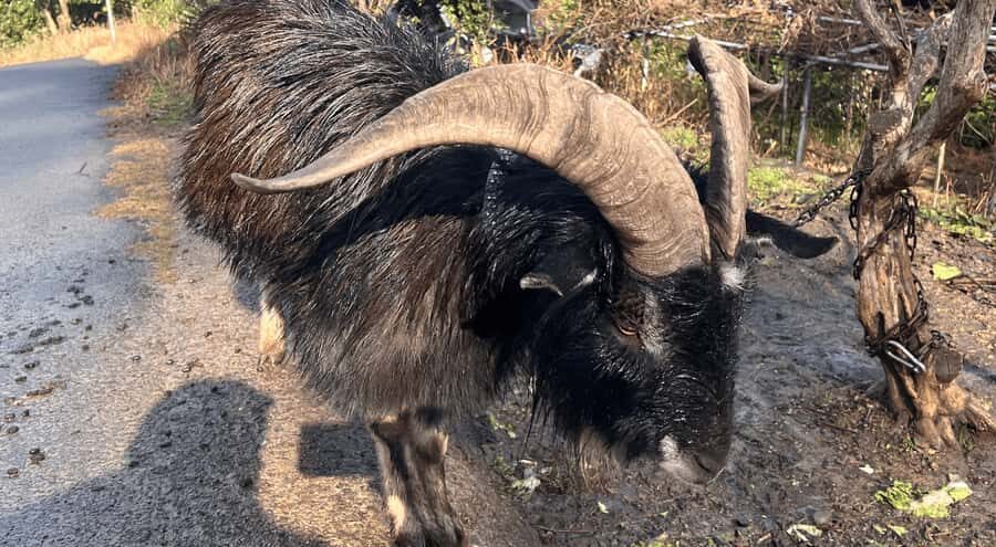 Sasebo: Farmhouse Visit with Goats, Tea, and Lunch - A Warm Welcome to Rural Japan