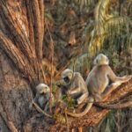 Sauraha: Jungle Walk with Local Guide in Bufferzone - Logistics and Practicalities