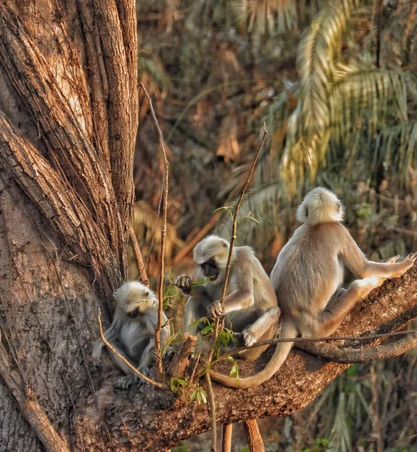 Sauraha: Jungle Walk with Local Guide in Bufferzone - Logistics and Practicalities