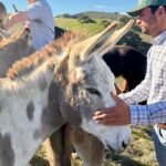Savor the SYV Farm Experience Cattle Ranch to Olive Grove Picnic - Why This Tour Offers Real Value