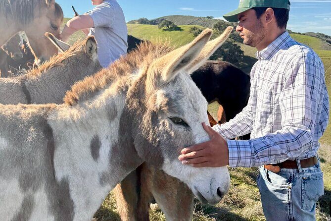 Savor the SYV Farm Experience Cattle Ranch to Olive Grove Picnic - Why This Tour Offers Real Value