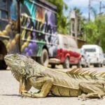 Sayulita Beach Day Trip from Puerto Vallarta - Authentic Insights from Travelers