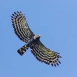 Sayulita: Rancho Verde Birdwatching Tour for Beginners - What does the Tour Include?