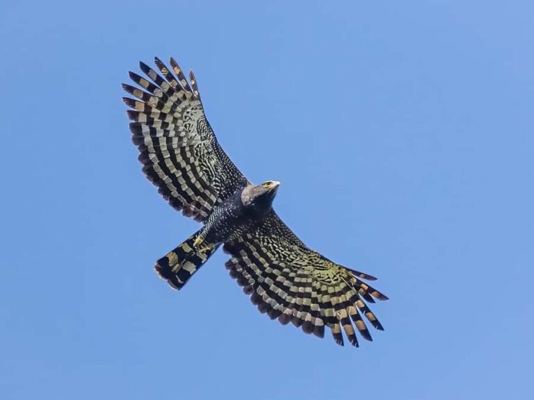 Sayulita: Rancho Verde Birdwatching Tour for Beginners - What does the Tour Include?