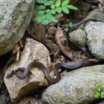 Scenic Hiking Trail Adventure of Montserrat - Who Should Consider This Tour?