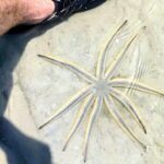 Scenic Mangrove Tunnel Paddle Tour  New Smyrna Beach - The Value of the Experience