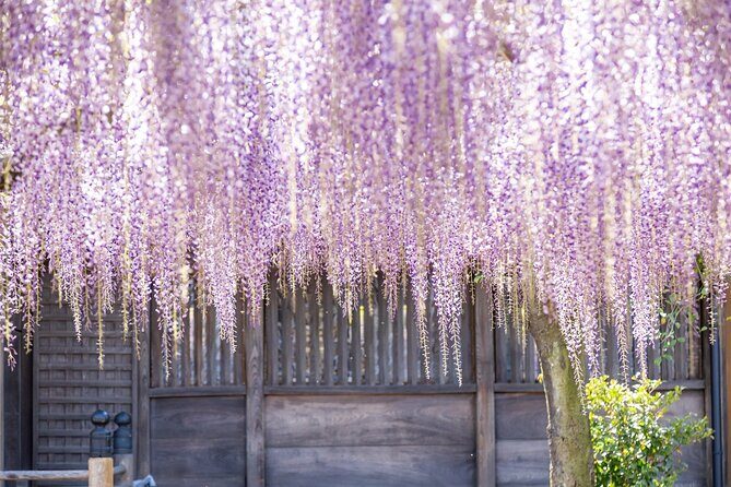 Scenic Tour of Kuroki and Nakayama Wisteria in Fukuoka - Detailed Itinerary Breakdown