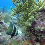 Scuba Diving at Catalina Island - 2 tank - for Certified Divers - Who Should Consider This Tour?