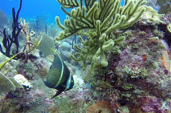 Scuba Diving at Catalina Island - 2 tank - for Certified Divers - Who Should Consider This Tour?