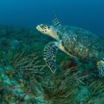 Scuba Diving Experience in West Palm Beach - An In-Depth Look at the West Palm Beach Scuba Tour